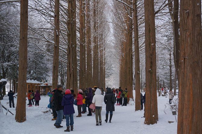 [Private Tour] Nami Island & Snow Viewing and Snow sled (More Members Less Cost) - Analyzing the Experience & Value