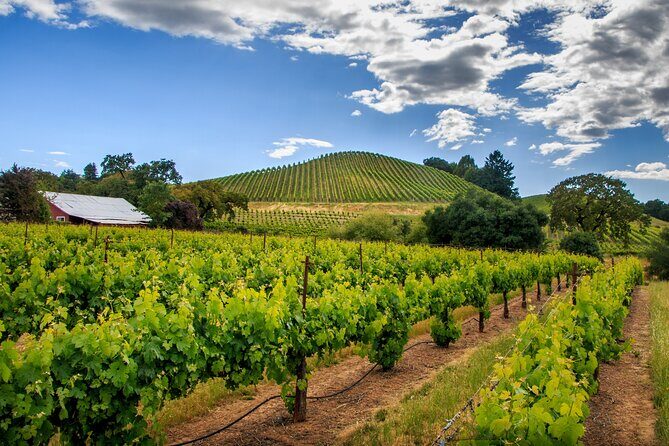 Private Tour Napa and Sonoma Valley Wine - Discovering Napa Valley