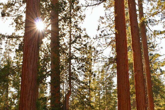 Private Tour of John Muir Redwoods and Sausalito - Authentic Experiences and Authenticity