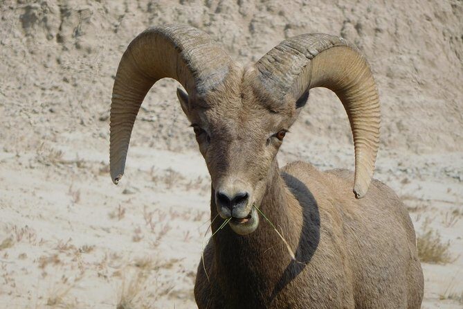Private Tour of the Badlands with Local Experts - Who Should Book This Tour?