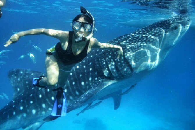 Private Tour: Oslob Cebu Whale Shark Experience - What You Can Expect from the Tour