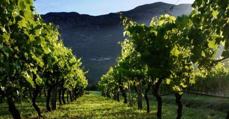 Private tour to Konavle valley with wine tasting - Discovering the Charm of Konavle Valley