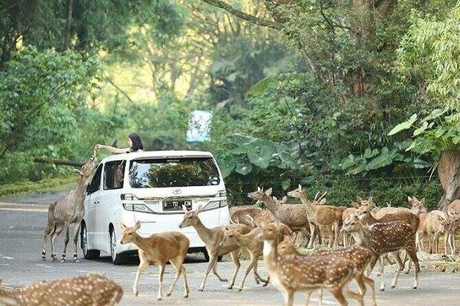 Private Tour To Safari Park & Waterfall (From Surabaya/Malang) - Why This Tour Offers Great Value