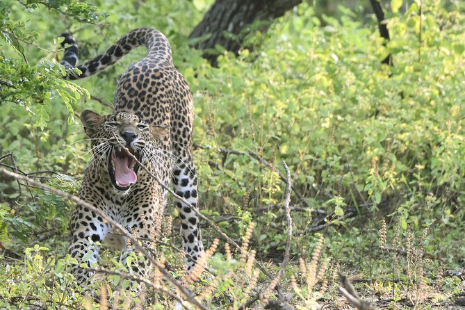 Private Tour: YALA National Park from SHANGRI-LA, Hambanthota - The Wildlife You Might Encounter