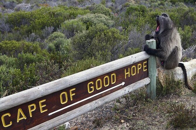 Private Tour:Cape of Good Hop>Seal island>Chapmanspeak &Penguins - Transportation and Pricing: What’s Included?