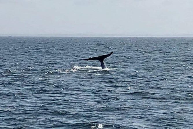 Private Transfer and Whale Watching Tour from Hikkaduwa and Galle - Practical Details and Tips