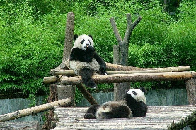 Private Transfer between Shanghai Zoo and City Hotels - Exploring the Details of Your Shanghai Zoo Transfer