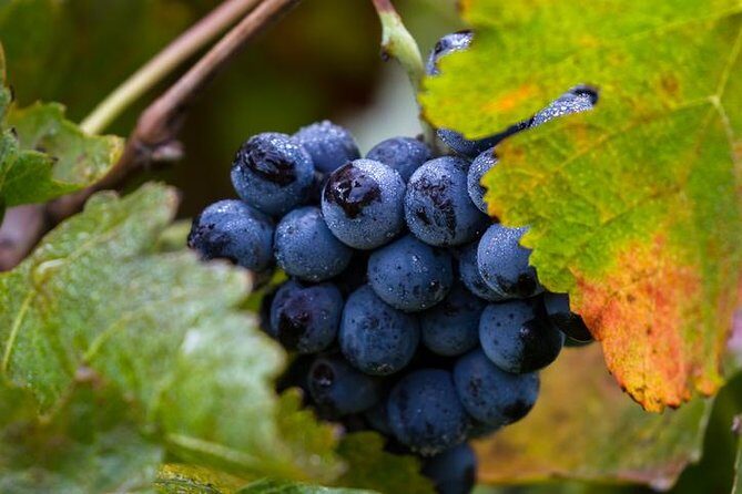 Private transfer from SFO to Napa - Why the Service Stands Out