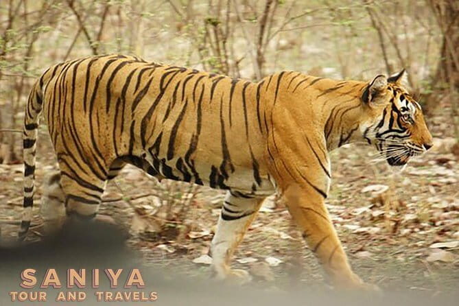 Private Transfer: Jaipur City to Ranthambore National Park India - How This Service Enhances Your Trip