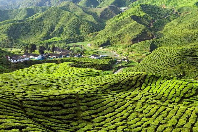Private Transfer : Taman Negara Kuala Tahan to Cameron Highlands - Frequently Asked Questions