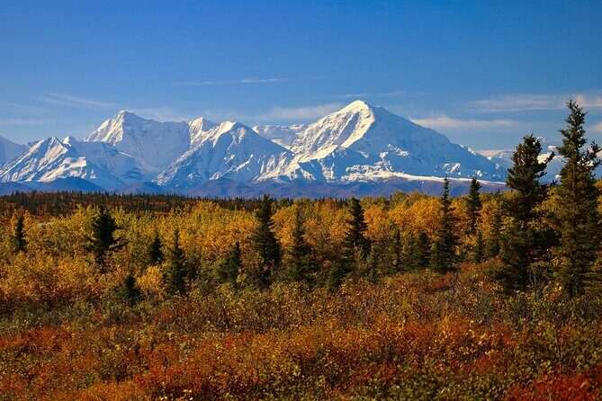 Private Transportation Between Fairbanks and Denali National Park - The Experience in Detail