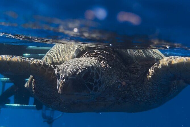 Private Turtle Snorkel & Cruise Waikiki - The Itinerary and What to Expect