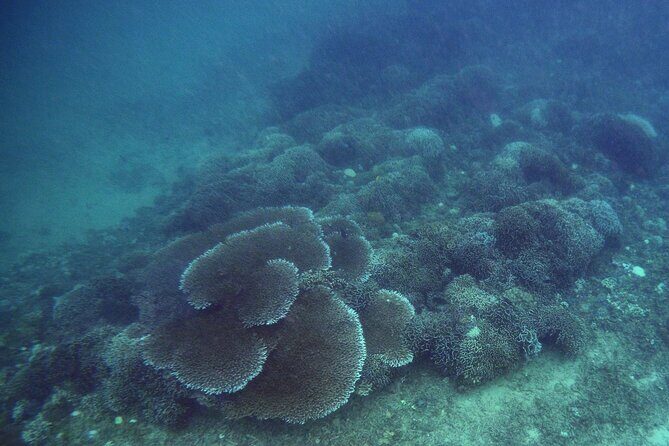 Private Undiscovered 3 Gili Islands Tour - What Past Travelers Say