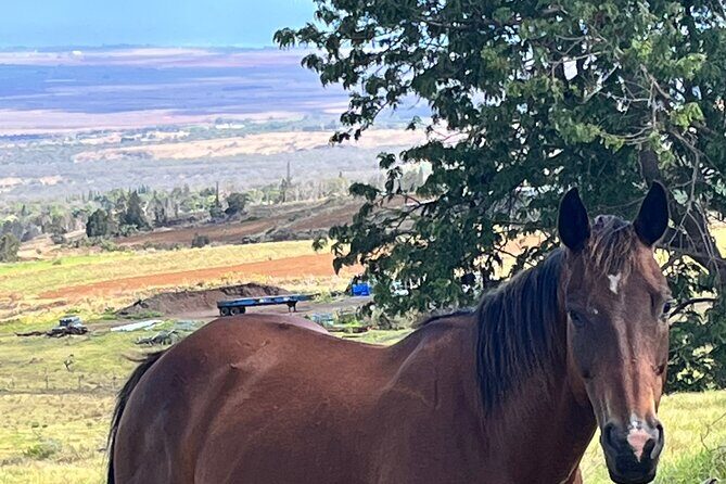 Private Upcountry Farm Tour on Maui - Visiting Maui Tea Farm: A Mountain Retreat