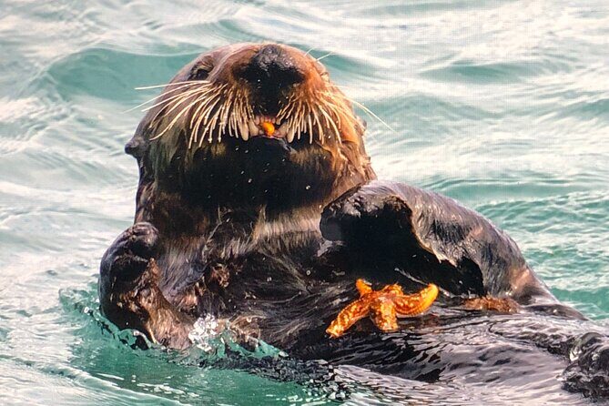 Private Walking Tour in Whittier AK - The Value and Price Point