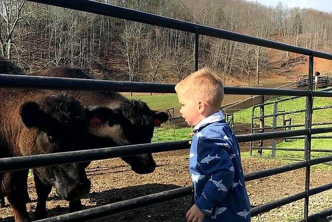 Private Walking Tour of a Real Working Cattle Ranch - Exploring Walnut Hollow Ranch: A Practical and Authentic Look