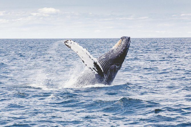 Private Whale Watching Adventure - Who Should Book This Tour?