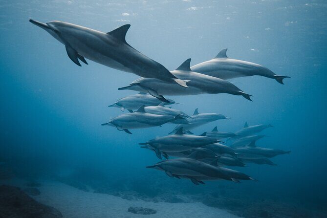 Private Whale Watching and Coastal Swimming Tour Honolulu - Practical Details and Value