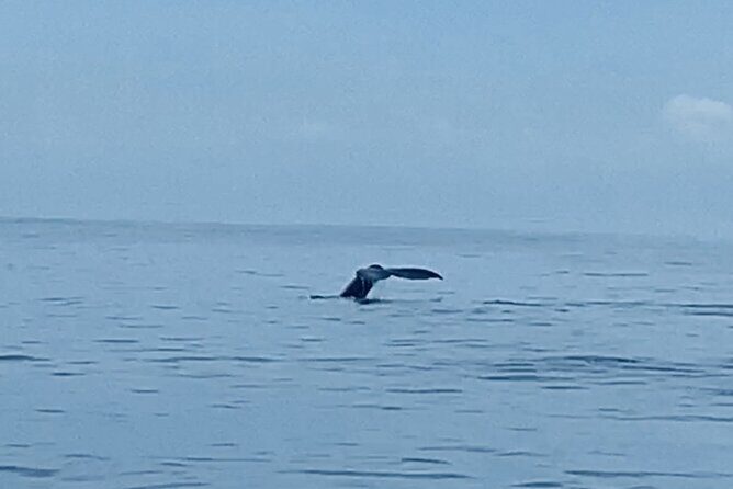 Private Whale Watching and Dolphin Excursion - The Experience on Deck