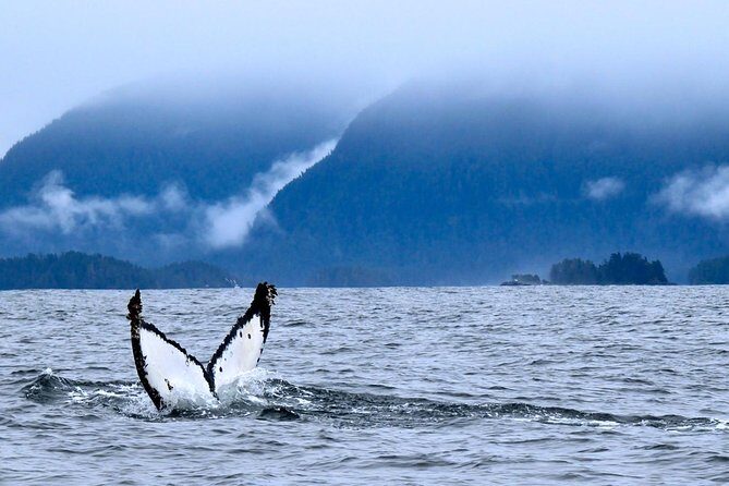 Private Whale Watching and Marine Wildlife Tour - A Close-Up Look at the Private Whale Watching and Marine Wildlife Tour in Sitka