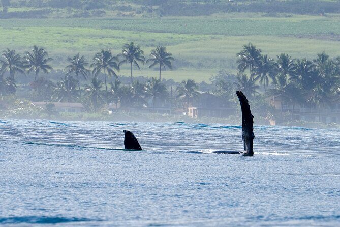 Private Whale Watching Safari from North Shore Oahu - The Itinerary in Detail