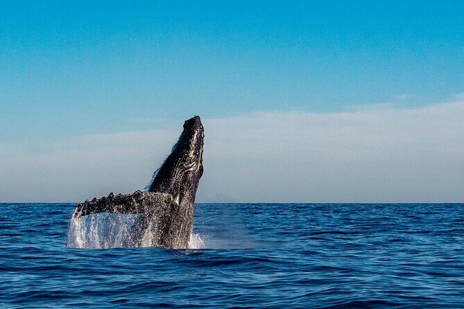 Private Whale Watching Sailing Adventure - The Itinerary & What to Expect
