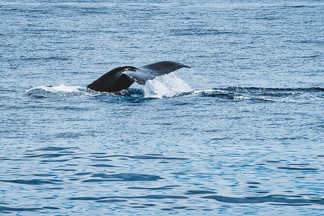 Private Whale Watching Trip from Oahu - Who Should Consider This Tour?