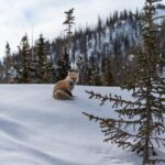 Private Wildlife Hiking Tour in Rocky Mountain National Park - The Value of a Private Guided Experience