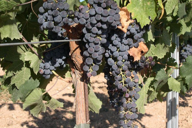 Private Wine Tour from Washington with driver/guide and Hotel Pick-up - Practicalities & Important Details