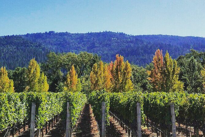 Private Wine Tour of Napa Valley - The Transportation: Comfort and Style