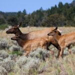 Private Yellowstone National Park Sightseeing Tour with Lunch - Mammoth Hot Springs: Thermal Terraces and History