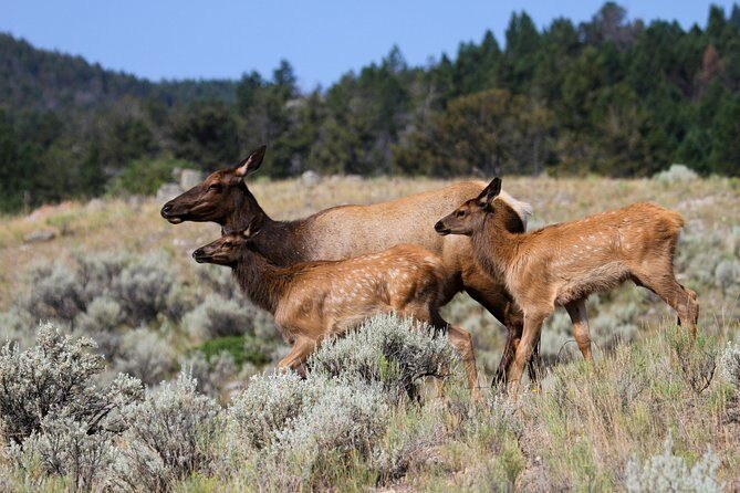 Private Yellowstone National Park Sightseeing Tour with Lunch - Mammoth Hot Springs: Thermal Terraces and History