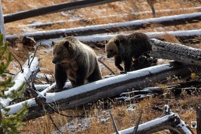 Private Yellowstone Wildlife and Photo Tours West Yellowstone - The Itinerary: A Deep Dive into Yellowstone’s Highlights