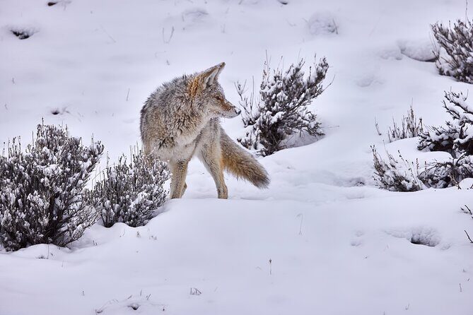 Private Yellowstone Wildlife Tours & Photo Safaris - Half Day - Why Travelers Love This Tour