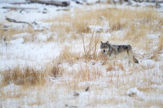 Private Yellowstone Winter Wolf Watching and Wildlife Safari - FAQ