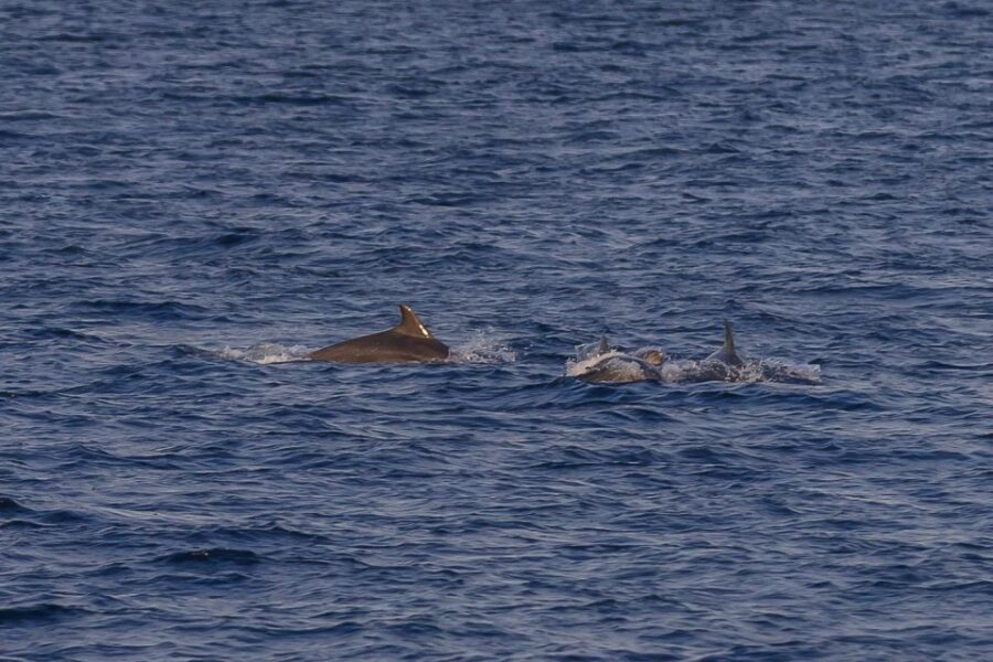 Pula: Dolphin Watching Sunset Cruise with Dinner & Drinks - Deep Dive Into the Itinerary