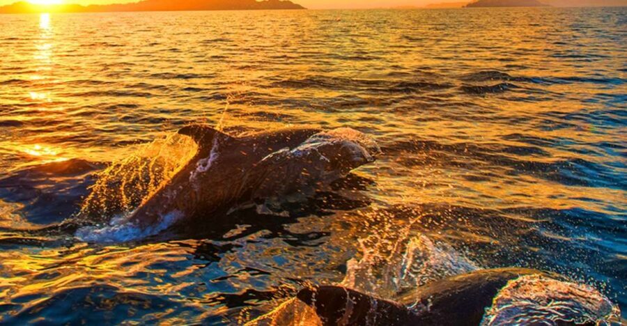 Pula: National Park Brijuni Dolphin Cruise with Dinner - The Experience in Detail