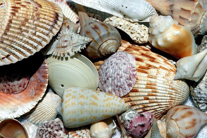 Punta Gorda/Boca Grande Beach Day Private 5hr Charter - Who Is This Tour Best For?