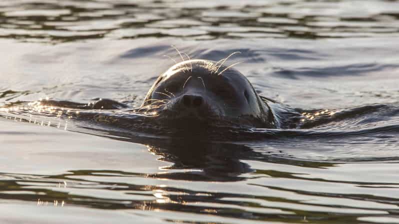 Puumala: Lake Saimaa Seal Watching Cruise - Practical Tips for the Best Experience