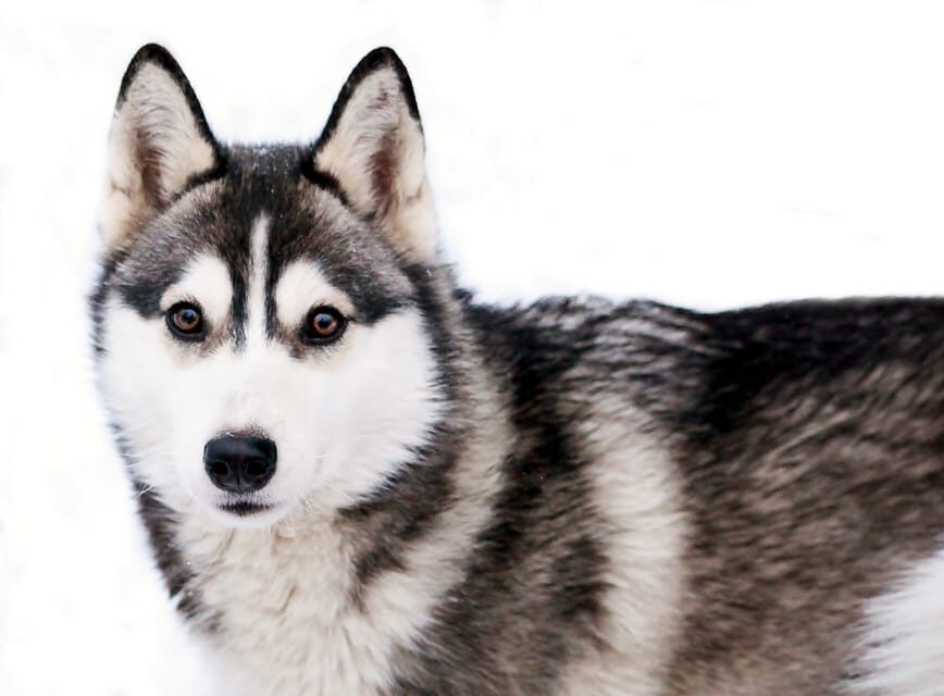 Pyhätunturi: Husky Safari including Farm Visit - Authenticity and Value