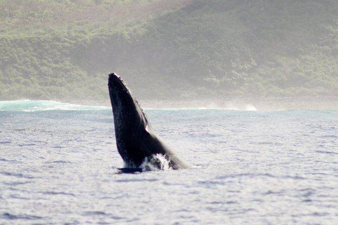RAFT ADVENTURE - Whale Watch Discovery - An Authentic Kauai Adventure: What to Expect