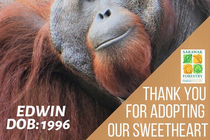 Rainforest Kayaking with Semenggoh Orangutan Center from Kuching - Why This Tour Excels: Highlights and Considerations