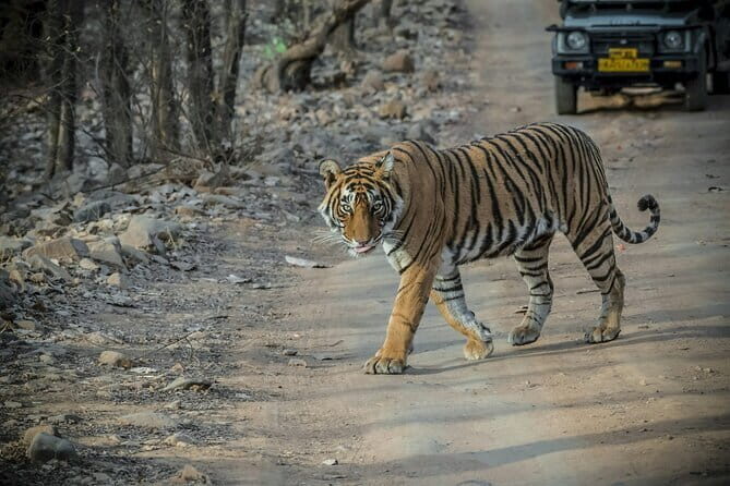Ranthambore Day Trip from Jaipur with Tiger Safari - Arriving at Ranthambore National Park