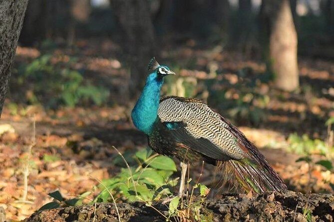 RANTHAMBORE NATIONAL PARK (3 Nights /4 Days) - Final Thoughts