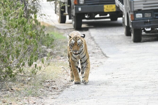 Ranthambore Tiger Safari Day Trip from Jaipur - Analyzing the Value