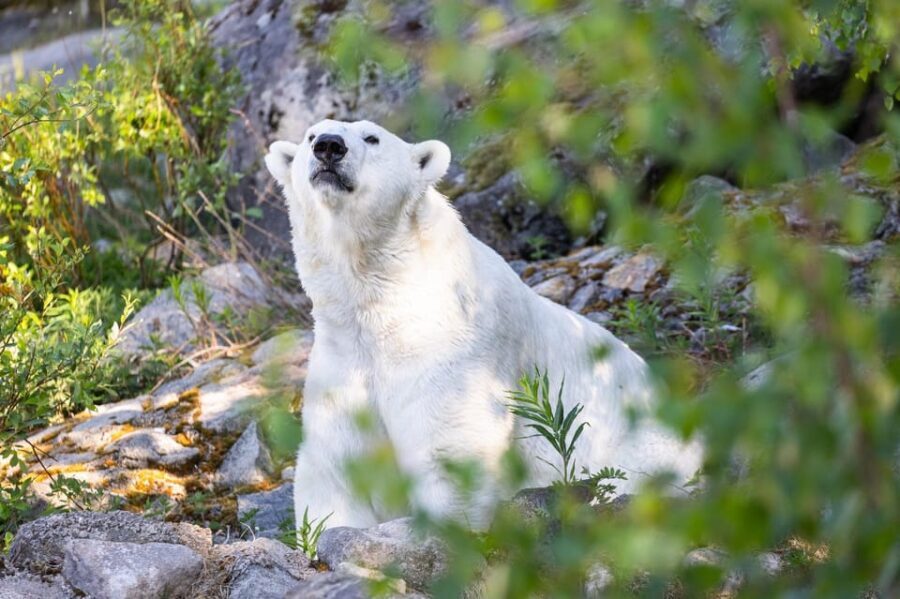 Ranua: Wildlife Park Entrance Ticket - In-Depth Look at Ranua Wildlife Park