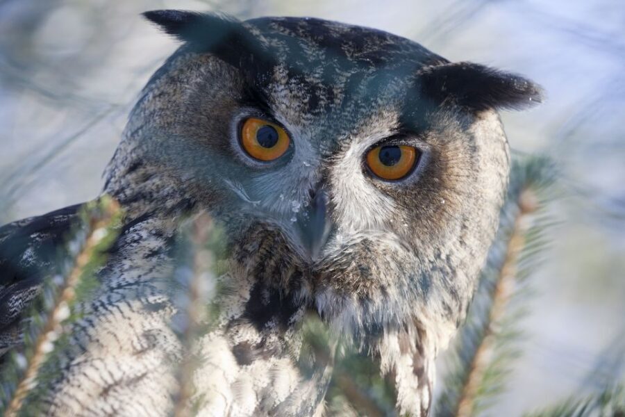 Ranua Wildlife Park Guided Tour from Rovaniemi - Transportation, Timing, and Costs