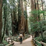 Redwoods Full-day Private Tour and Hike - The Itinerary: What Does the Day Look Like?