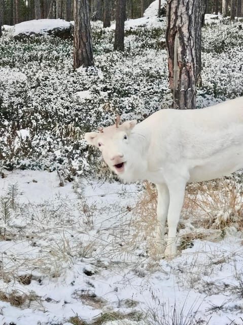 Reindeer feeding in Inari - Authentic Reindeer Encounters and Sami Life