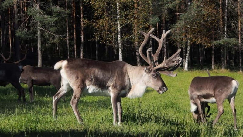 Reindeer Summer Farm Visit at a 200-Year-Old Rovaniemi Farm - Who Will Love This Tour?
